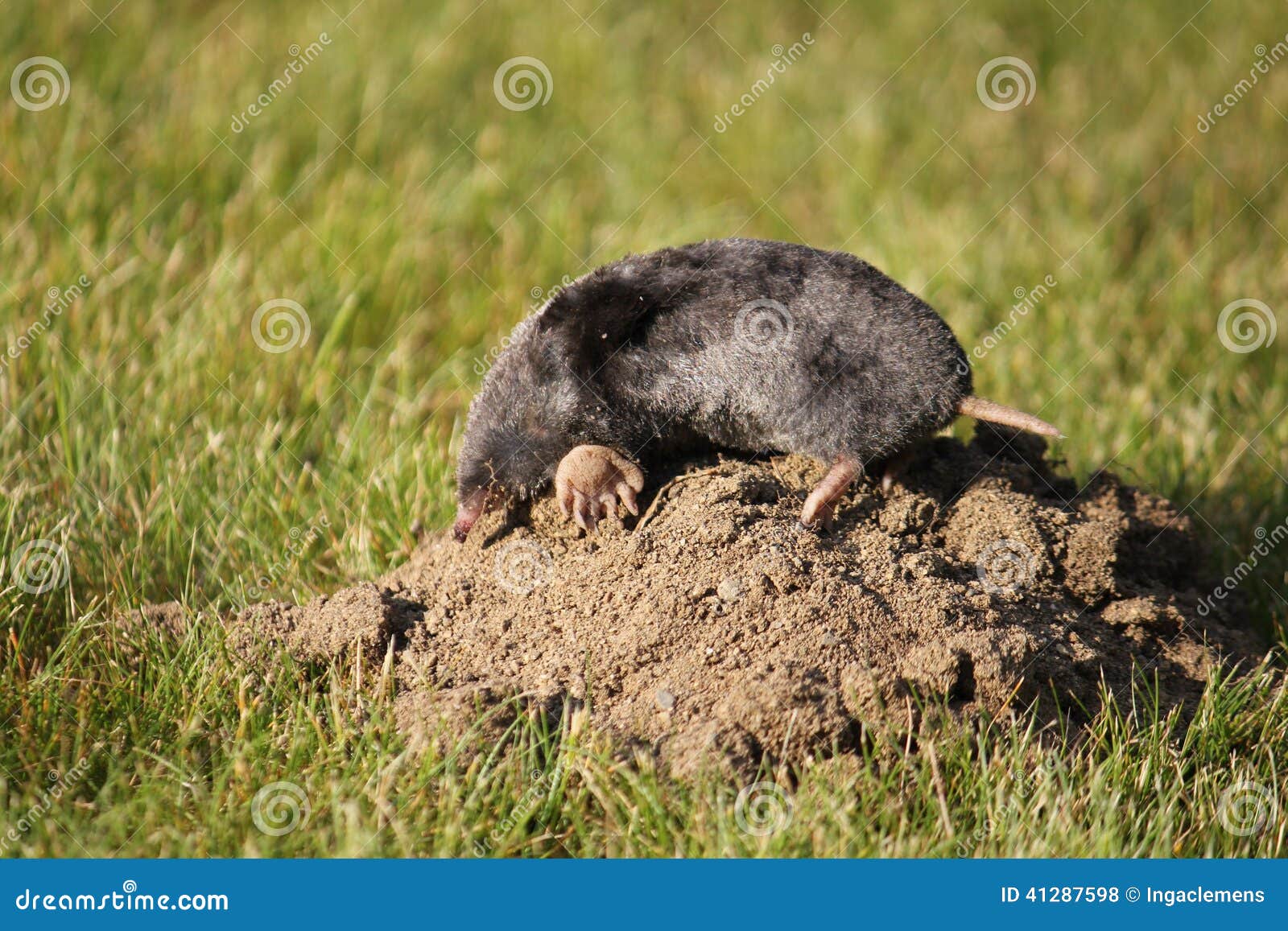 Mol stock foto. Image of weide, gardening, onoverkomelijk - 41287598