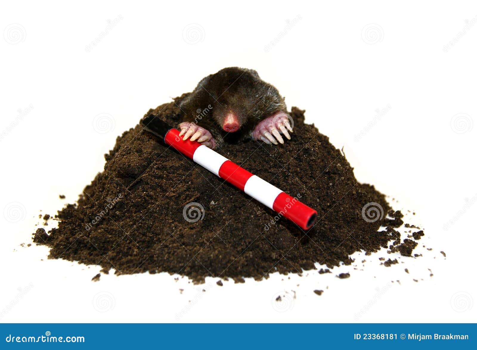 Mol in een molshoop stock afbeelding. Image of grappig - 23368181