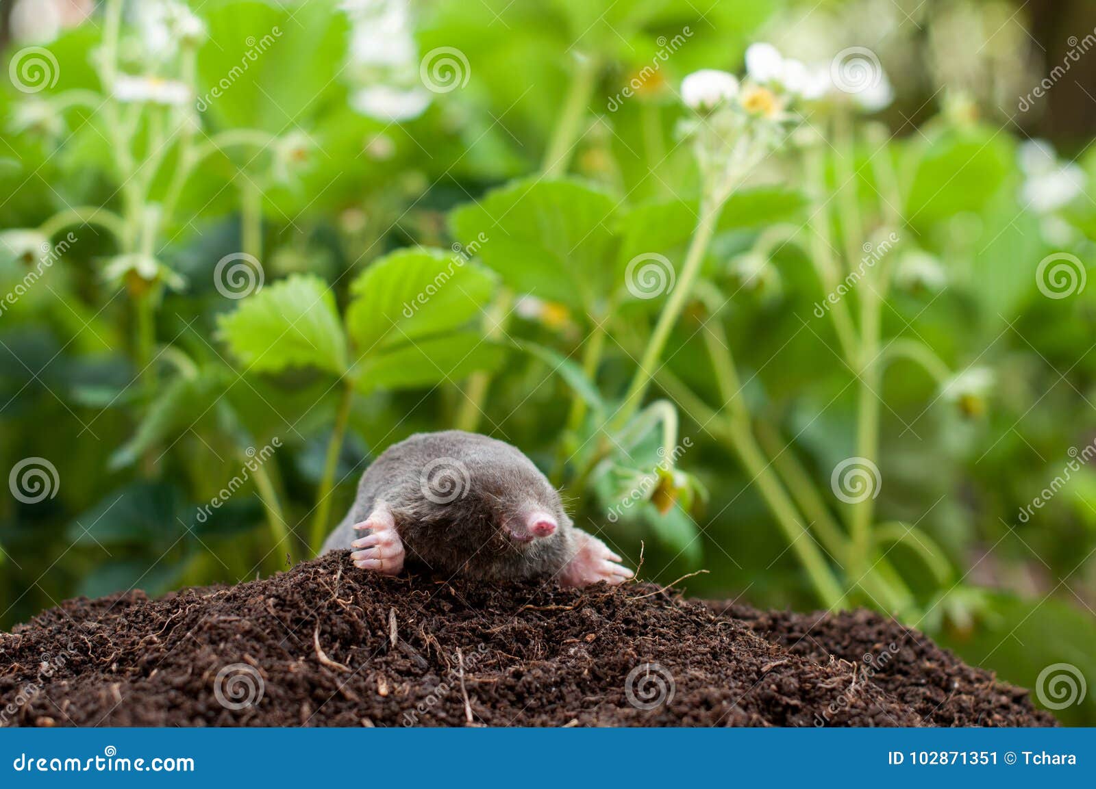 Mol en molshoop stock afbeelding. Image of gras, bruin - 102871351