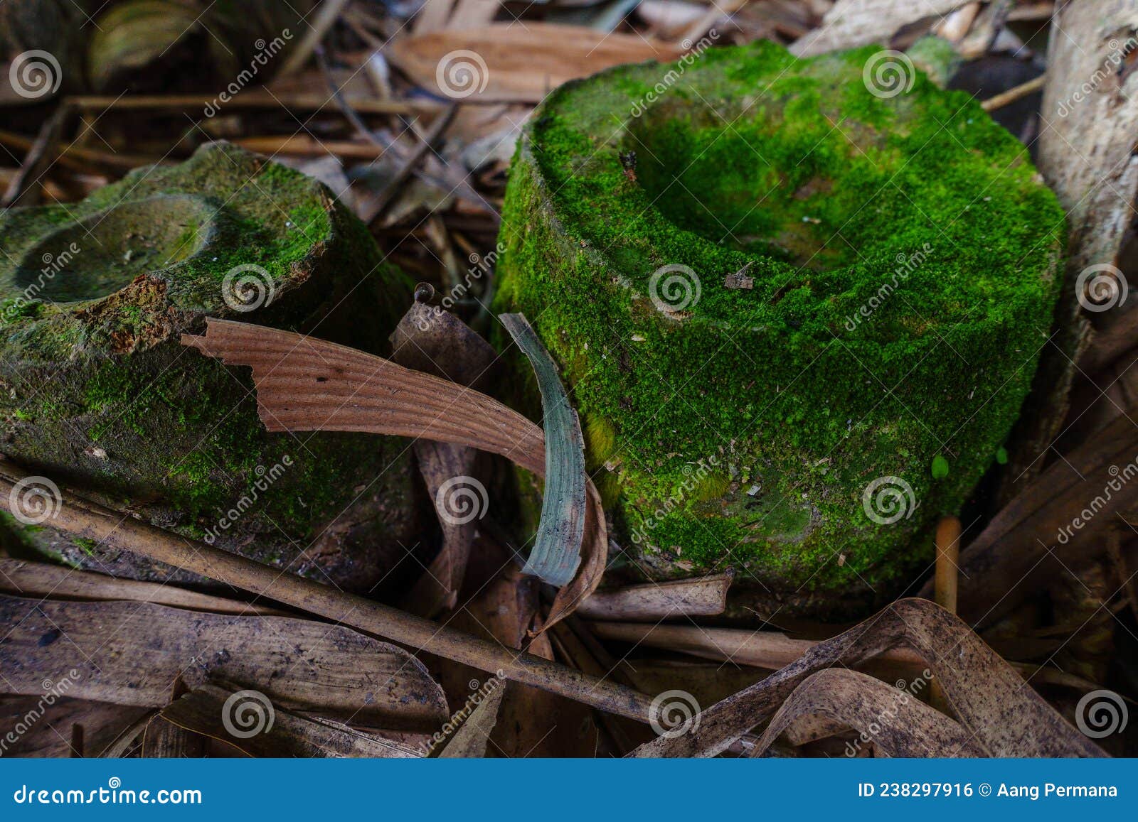 Mol Growing in Cutted Bamboo Tree in the Forest Stock Photo - Image of ...