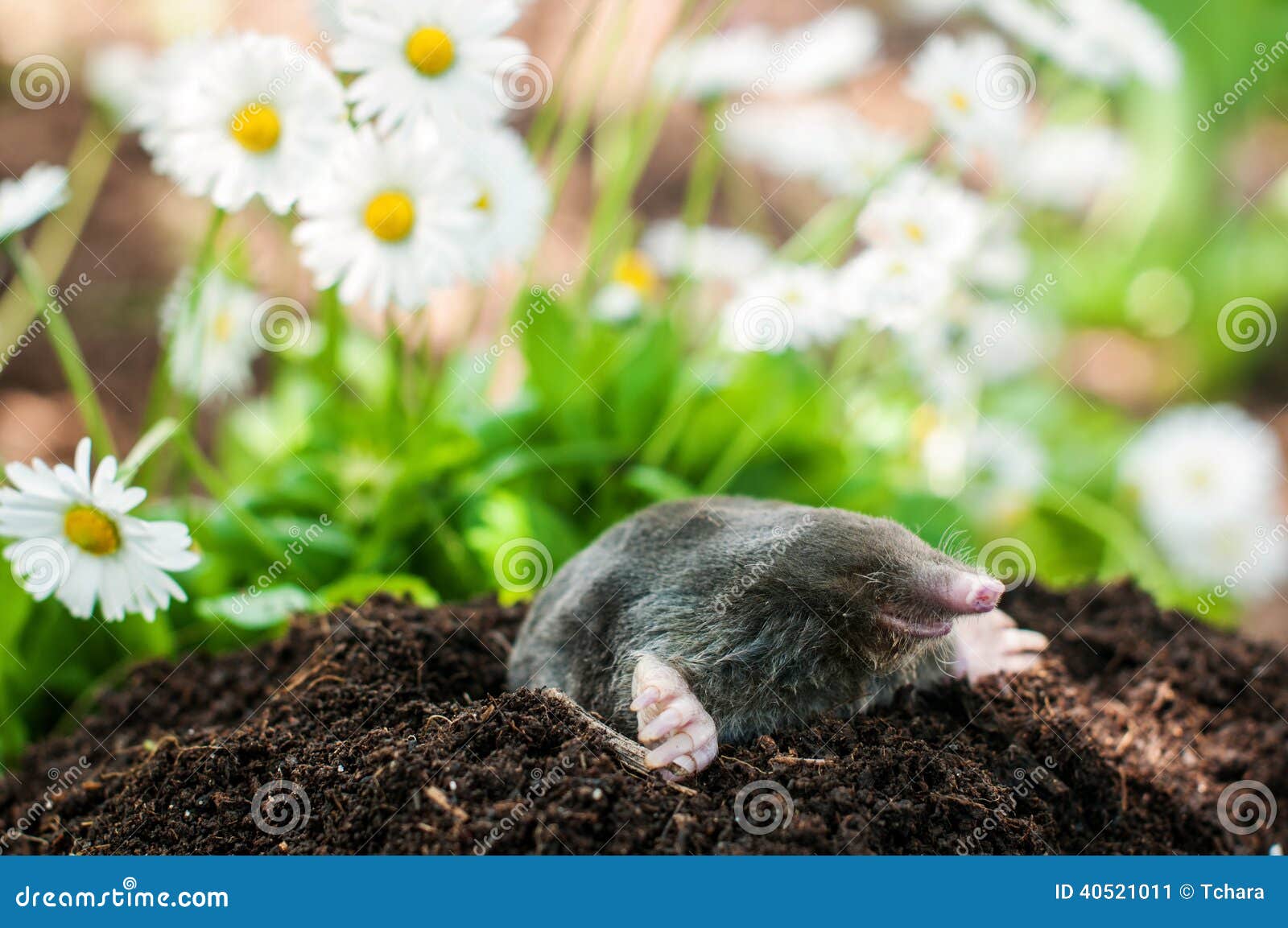 Mol in het gat stock afbeelding. Image of dier, nave - 40521011