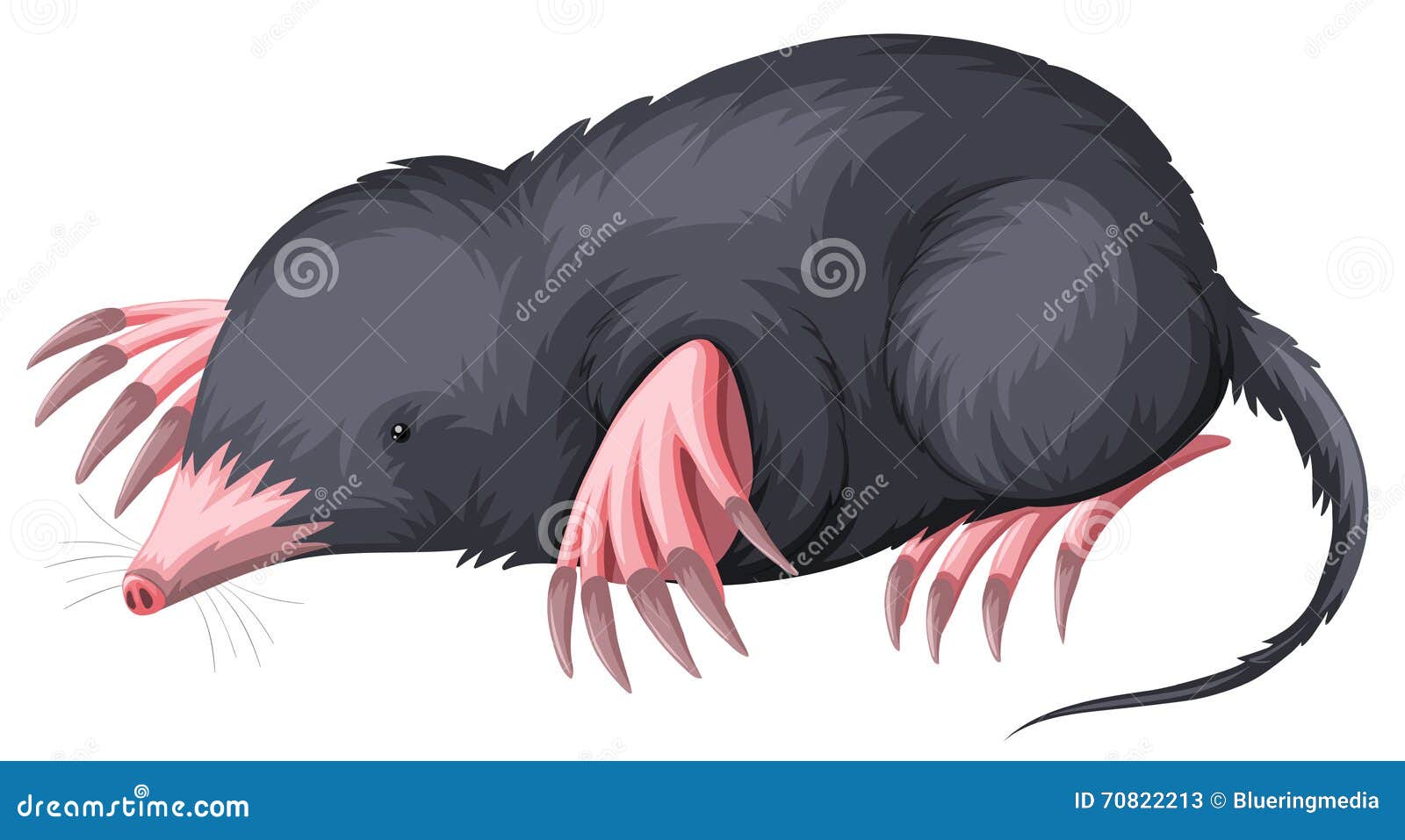 Mol met zwart bont vector illustratie. Illustration of schepsel - 70822213