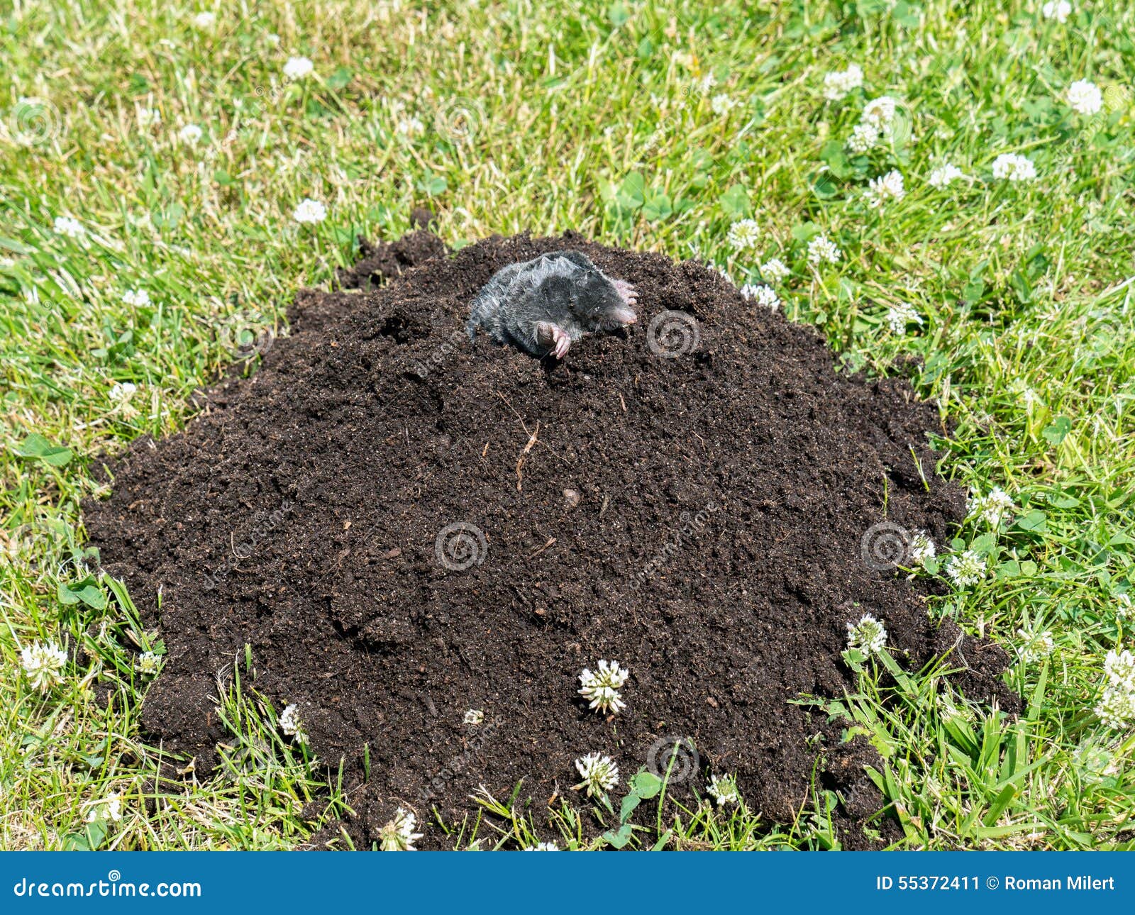 Mol in molshoop stock afbeelding. Image of molshoop, grond - 55372411