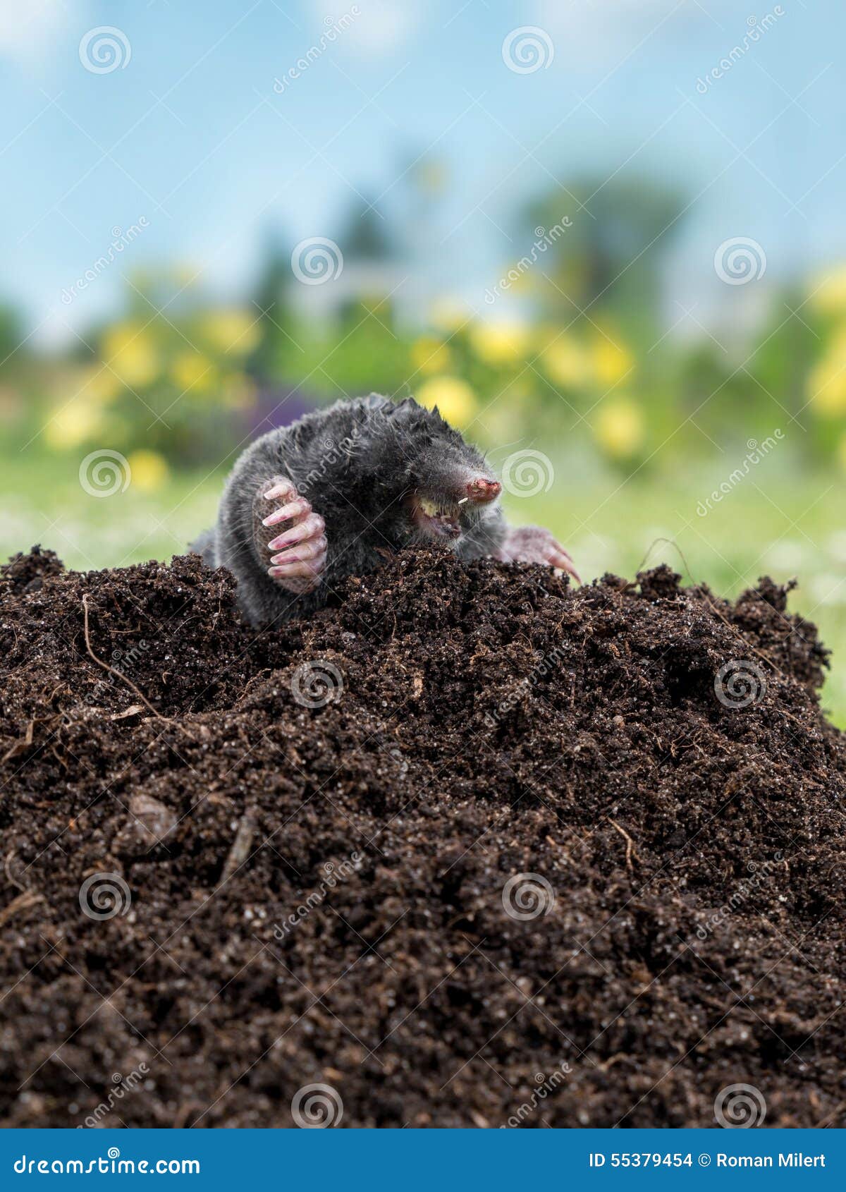 Mol in molshoop stock foto. Image of hemel, dier, landbouwbedrijf ...