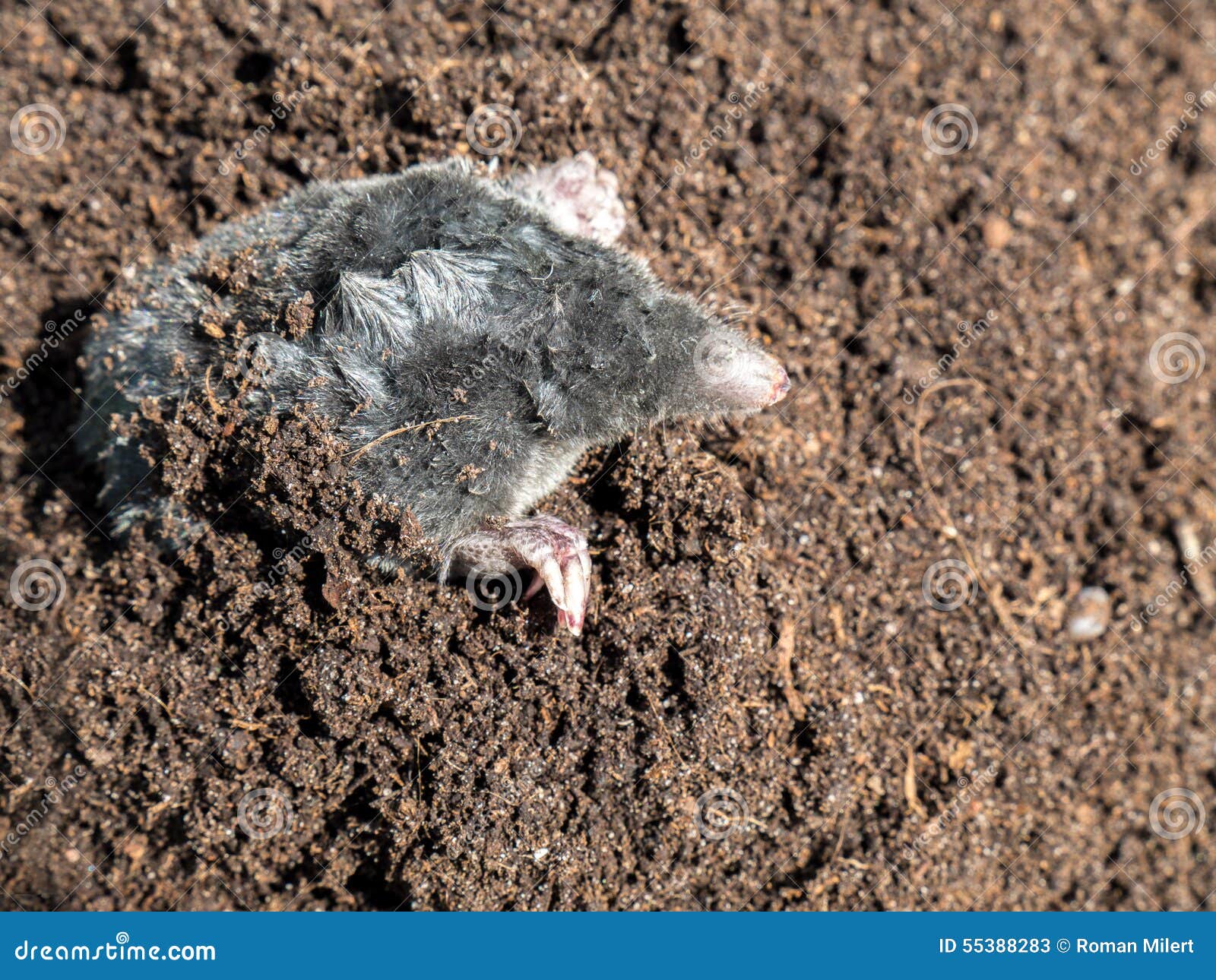 Mol in molshoop stock afbeelding. Image of tuin, landbouwbedrijf - 55388283