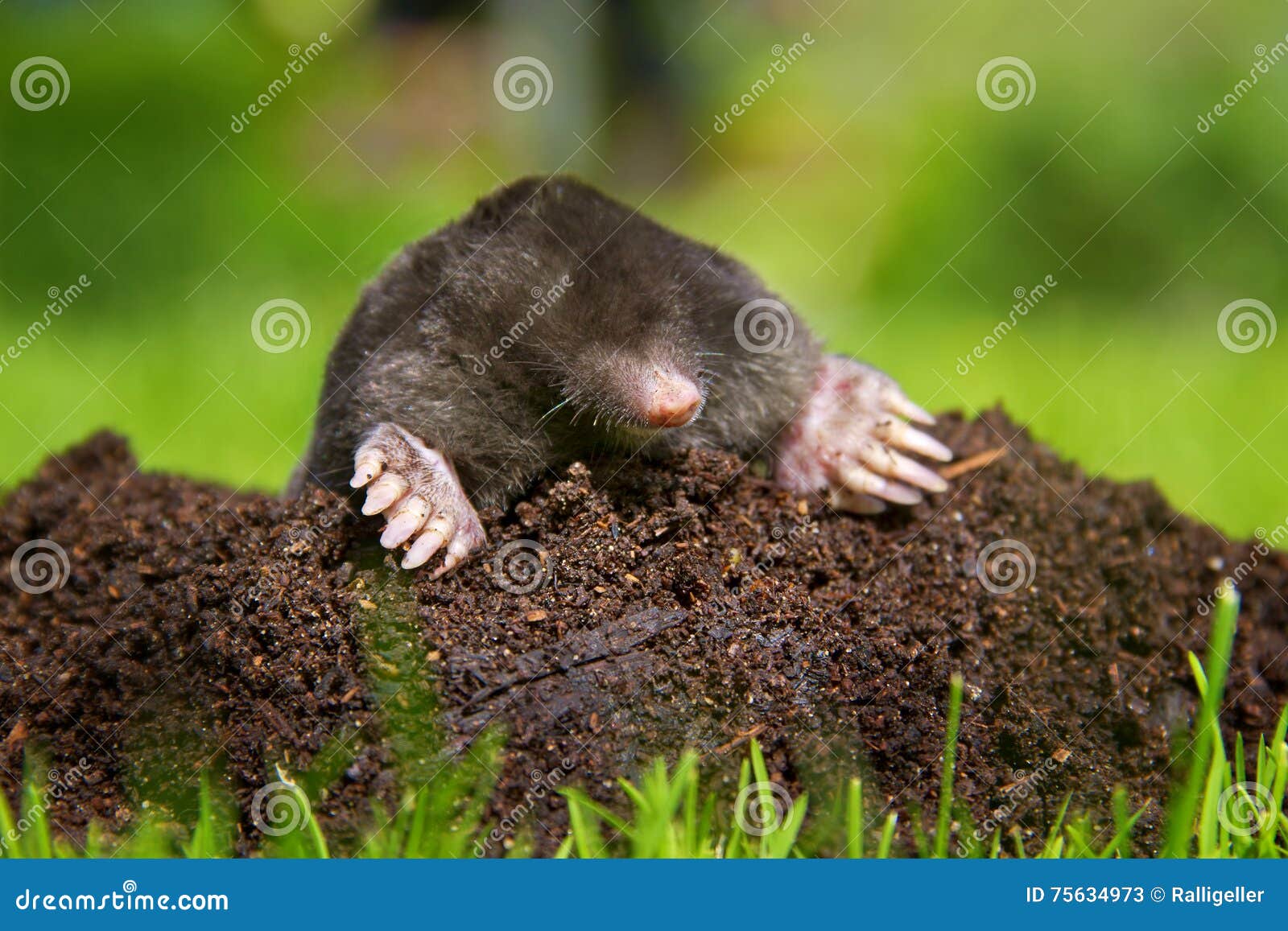 Mol in Molshoop Die Klauwen Tonen Stock Afbeelding - Image of primitief ...
