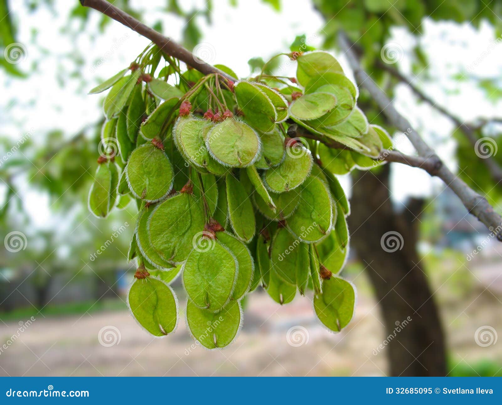 Mola. Close-up De Amentilhos Do Olmo Imagem de Stock - Imagem de possa ...