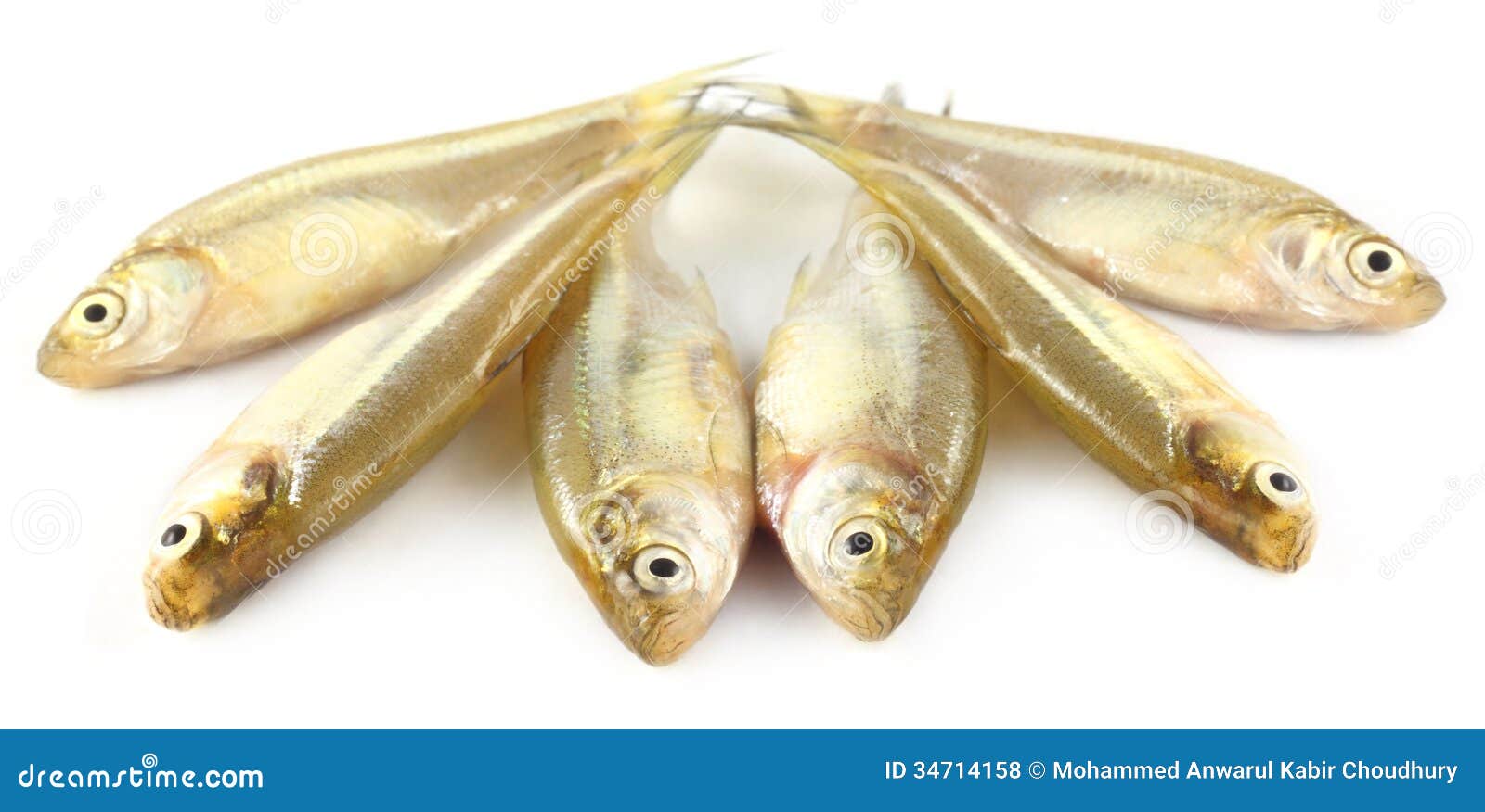 Mola fish stock photo. Image of food, meal, amblypharyngodon - 34714158