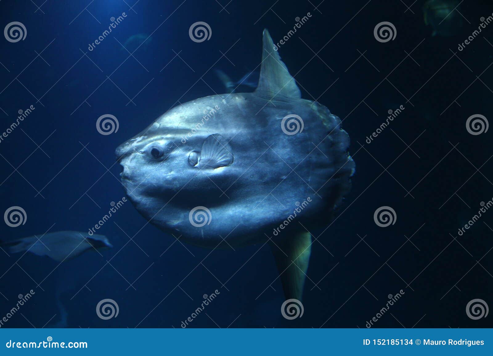 Mola Mola fish stock photo. Image of habitat, pacific - 152185134