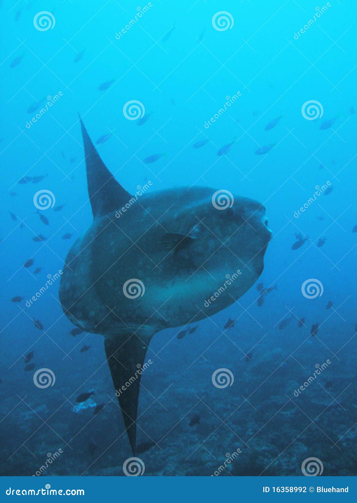 Mola mola pacific sun fish stock photo. Image of living - 16358992