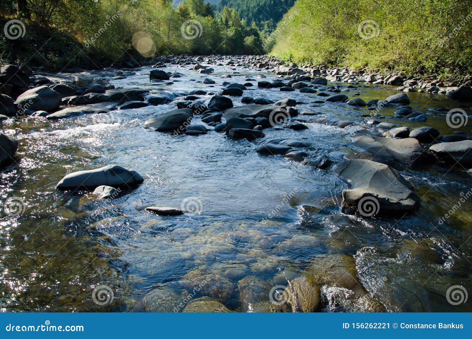 Molalla River in the Summer Stock Image - Image of trees, stream: 156262221