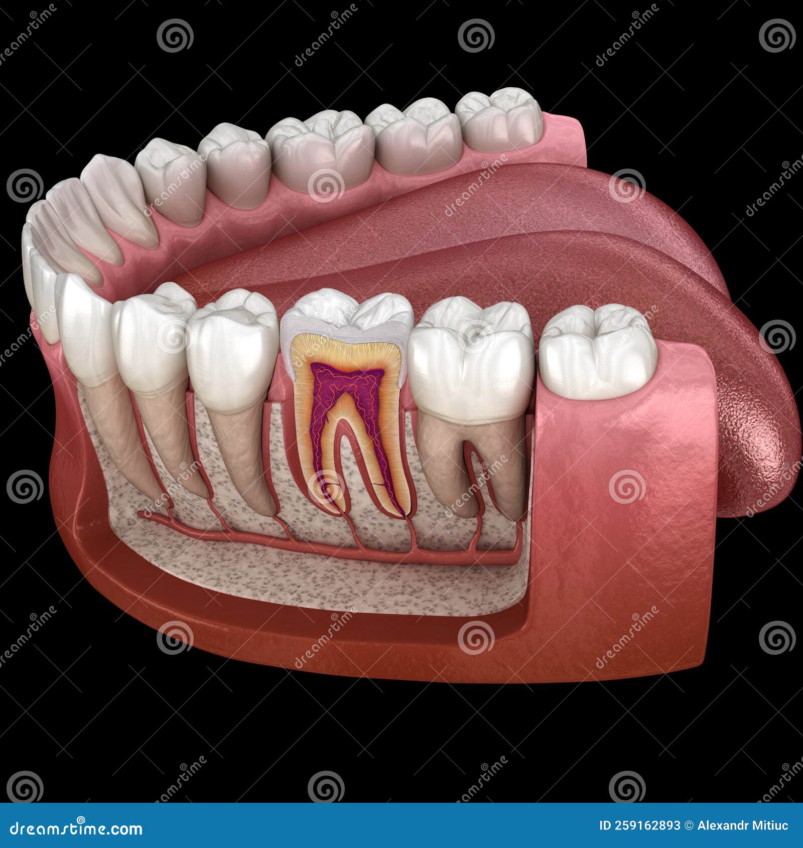 Molar Anatomy in Details. 3D Illustration of Human Teeth Stock ...