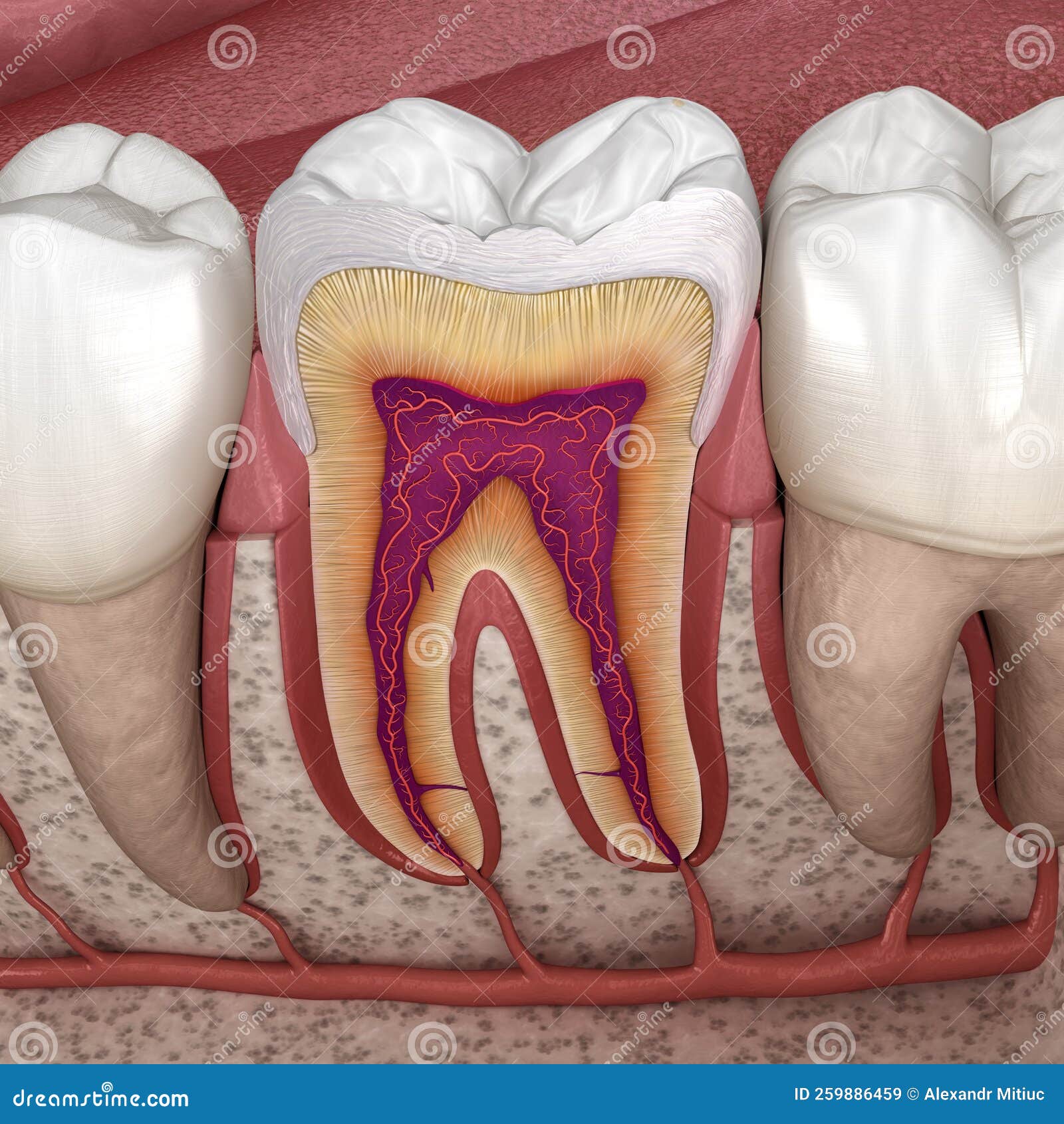 Molar Anatomy in Details. 3D Illustration of Human Teeth Stock ...