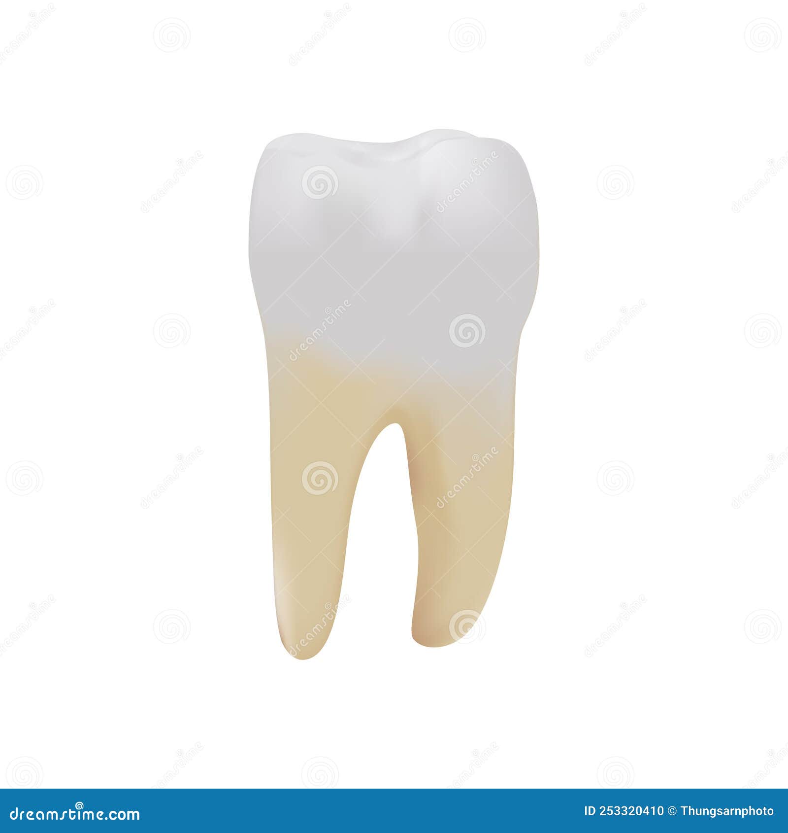 Molar Teeth on White Background Stock Vector - Illustration of healthy ...