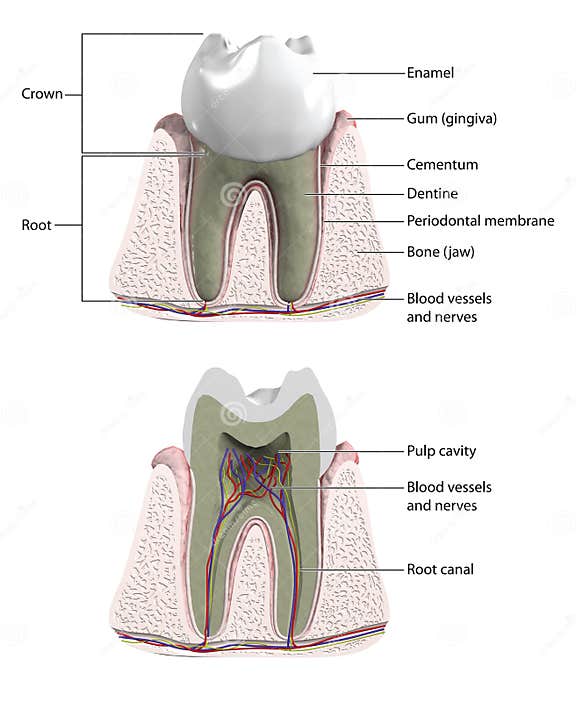 Molar tooth stock illustration. Illustration of mouth - 13594837