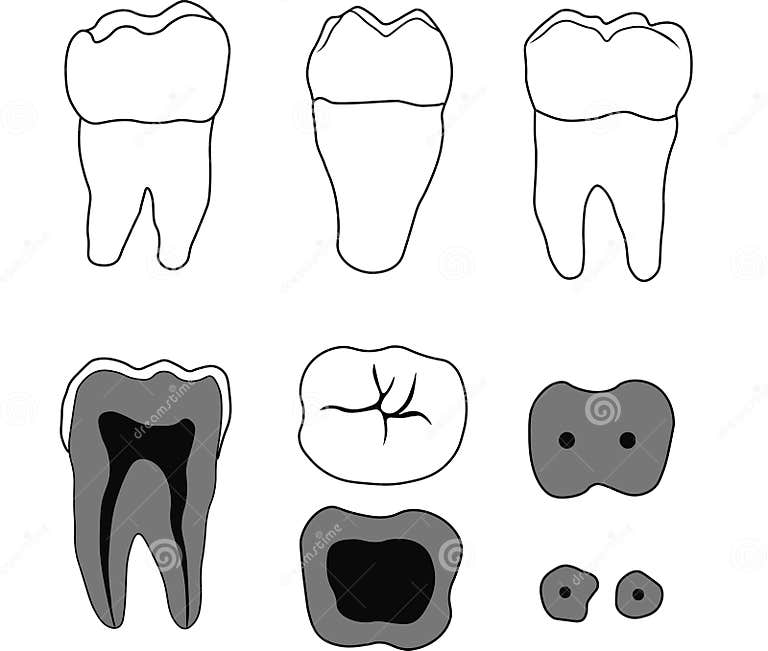 Molar tooth stock vector. Illustration of dentistry, human - 69021767