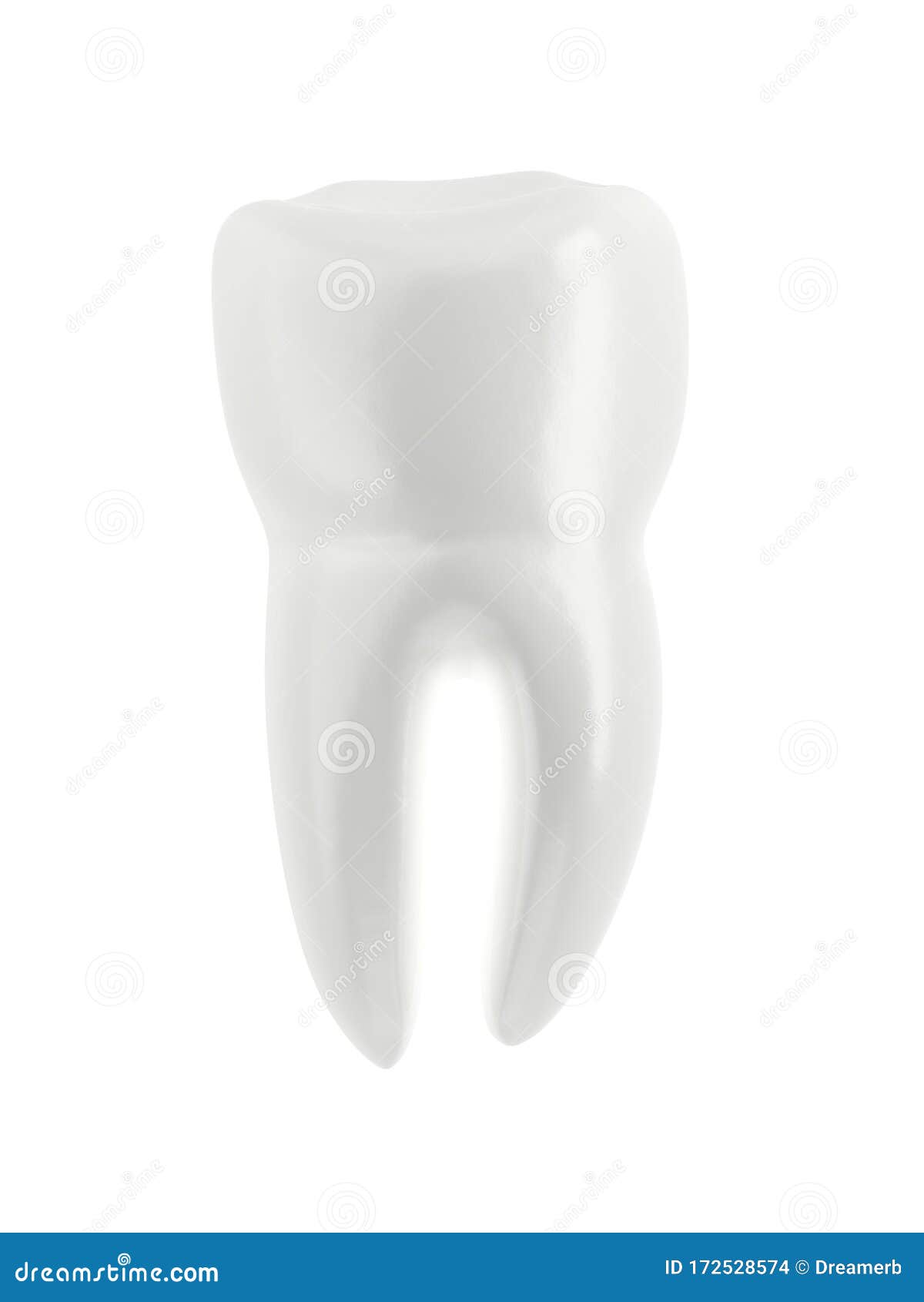 Molar Tooth Isolated on White Background. Single Object Stock ...