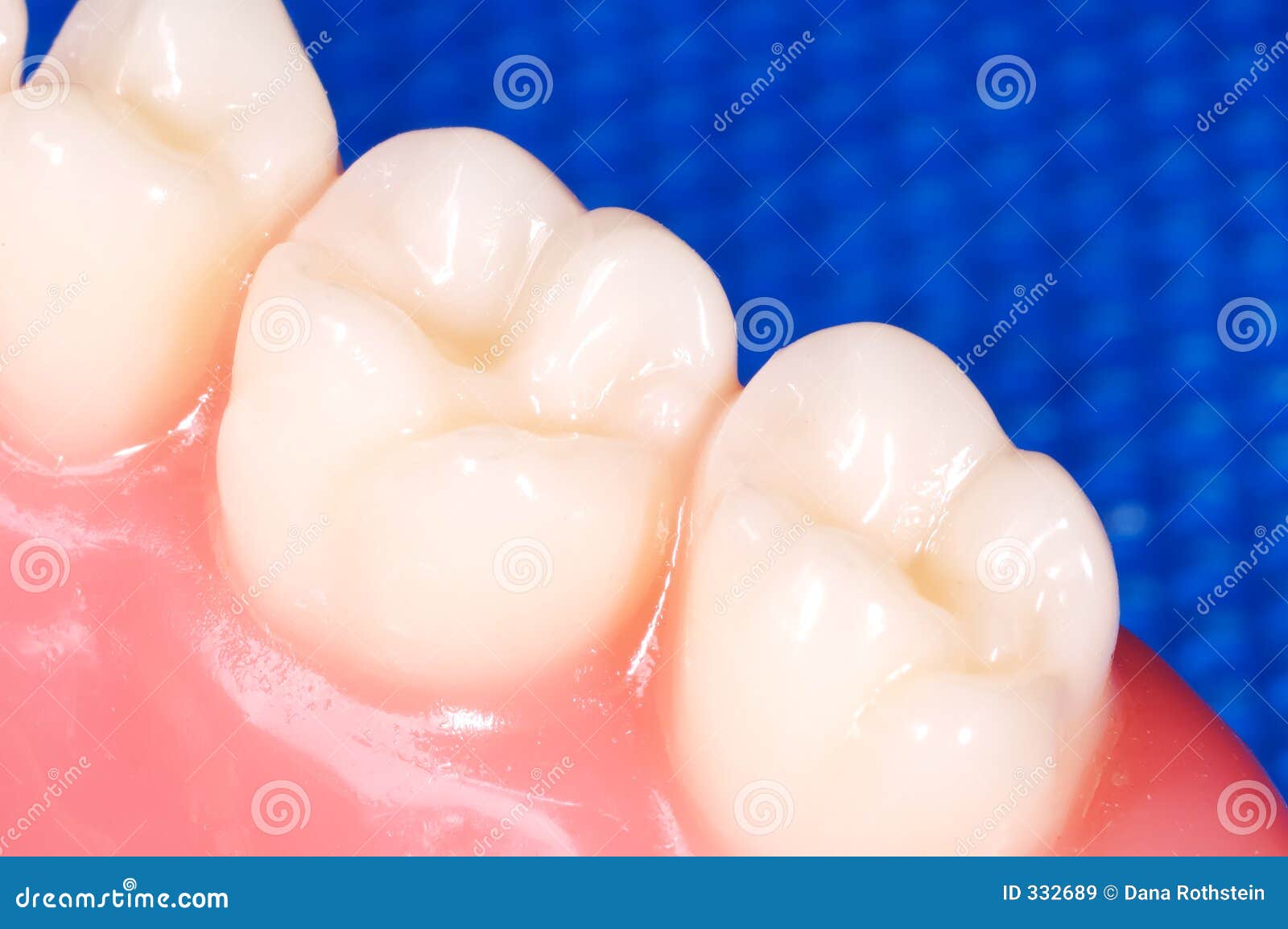 Molars Royalty Free Stock Images - Image: 332689
