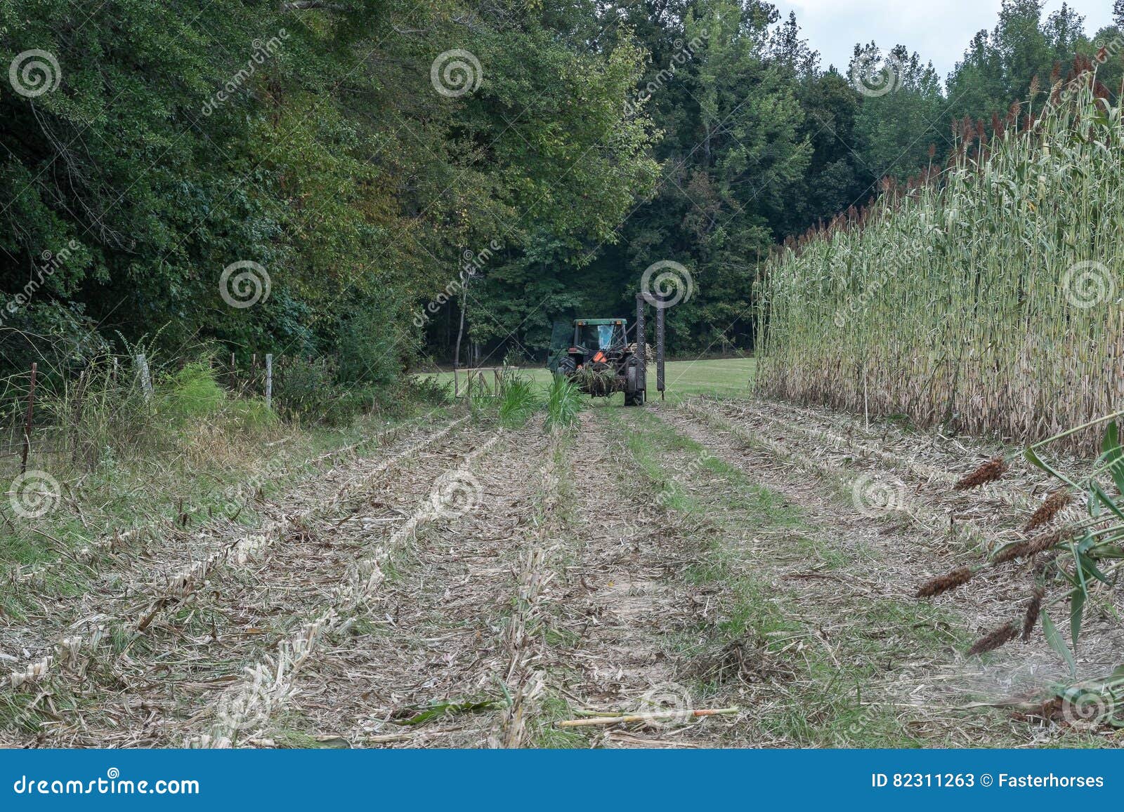 Molasses Making. stock image. Image of commercial, agriculture - 82311263
