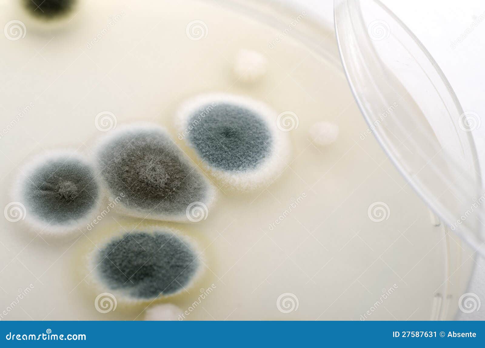 Mold stock image. Image of microbiology, biology, petri - 27587631
