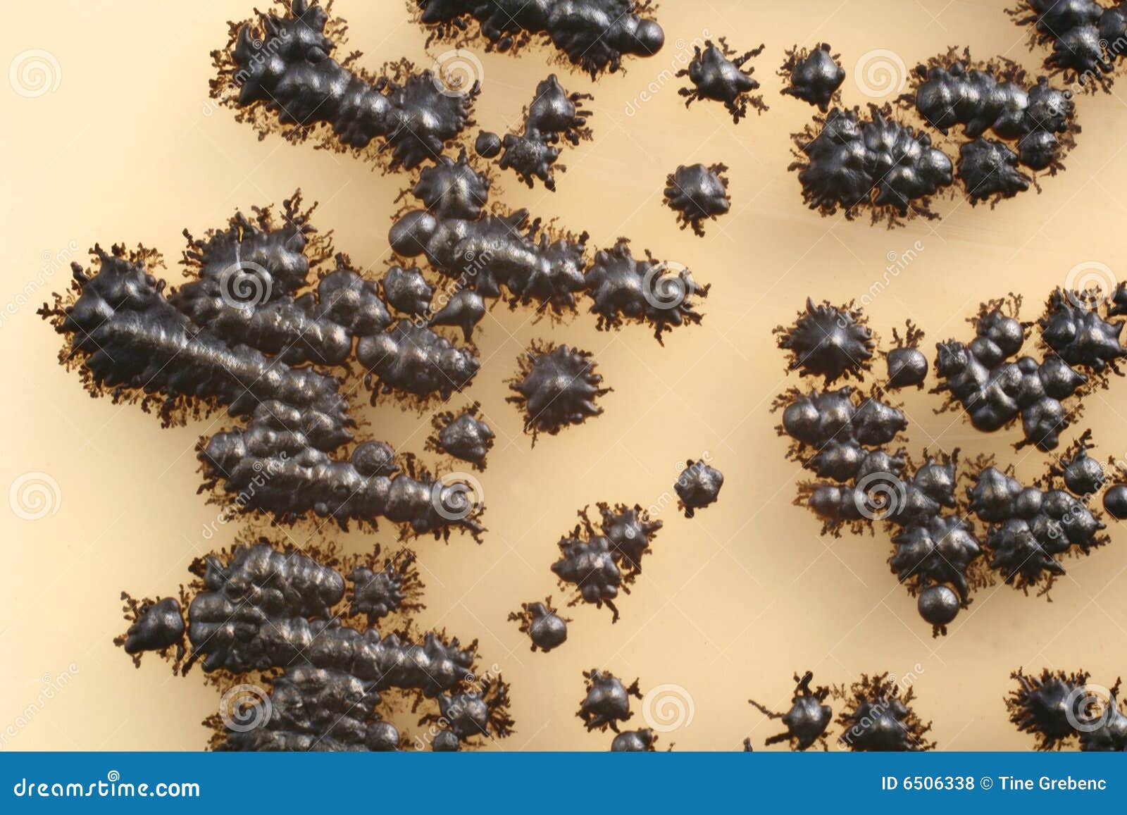 Mold stock photo. Image of hygiene, colony, death, growth - 6506338