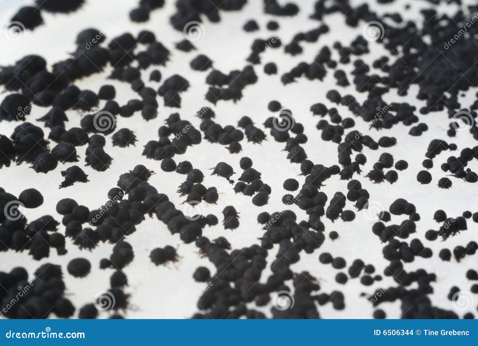 Mold stock photo. Image of biological, laboratory, illness - 6506344