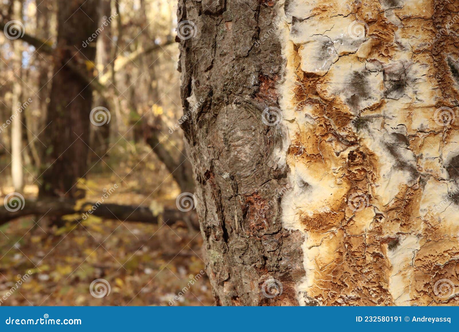 Mold on the autumn forest stock image. Image of ecosystem - 232580191