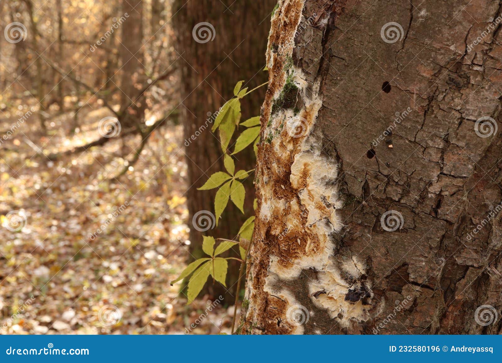 Mold on the autumn forest stock photo. Image of fungus - 232580196