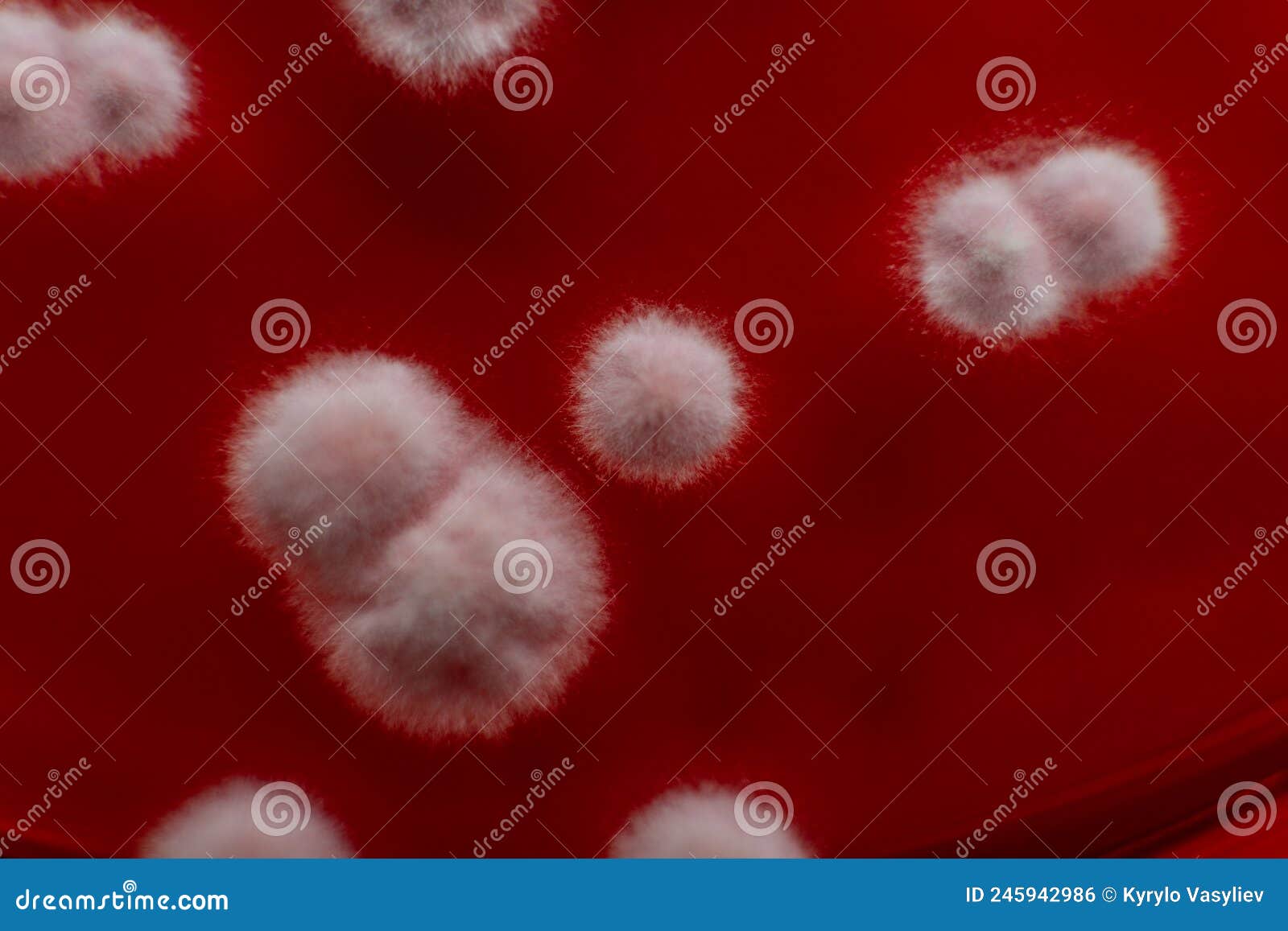 Mold and Bacteria on Red Agar. Agar Medium for Pathogens. Mold Spores ...