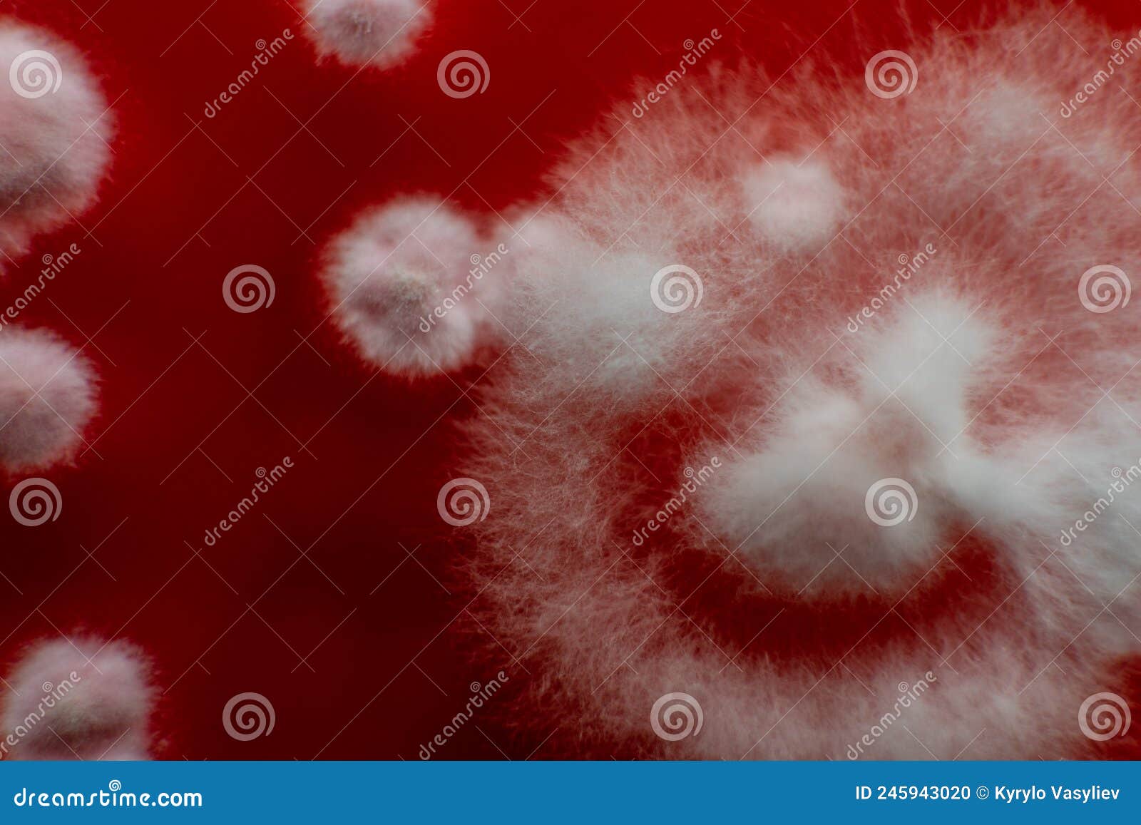 Mold and Bacteria on Red Agar. Agar Medium for Pathogens. Mold Spores ...