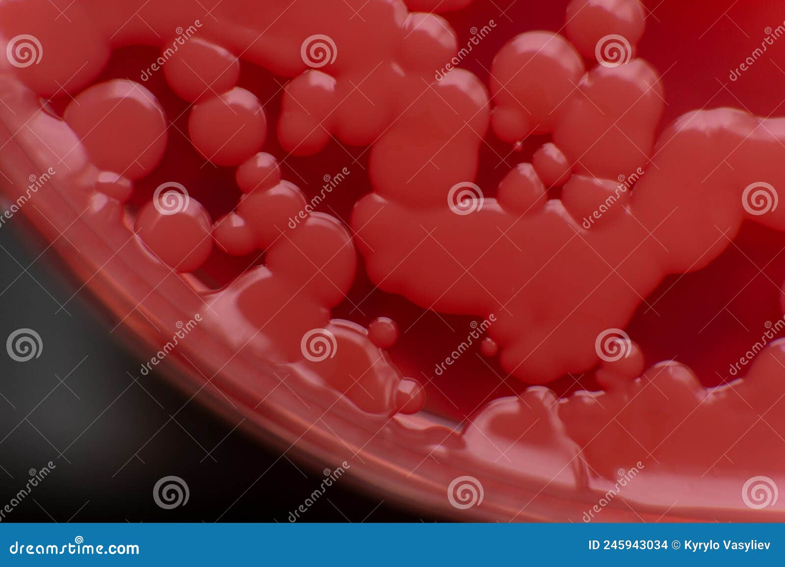 Mold and Bacteria on Red Agar. Agar Medium for Pathogens. Mold Spores ...