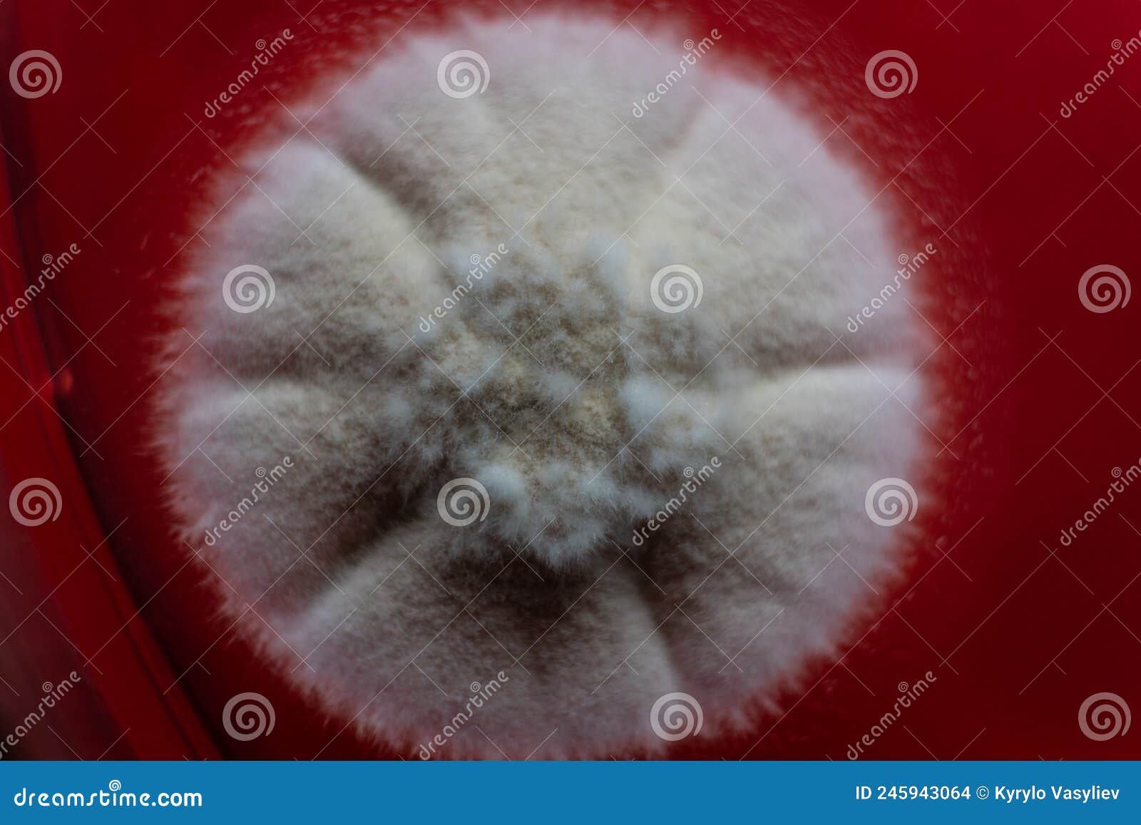 Mold and Bacteria on Red Agar. Agar Medium for Pathogens. Mold Spores ...
