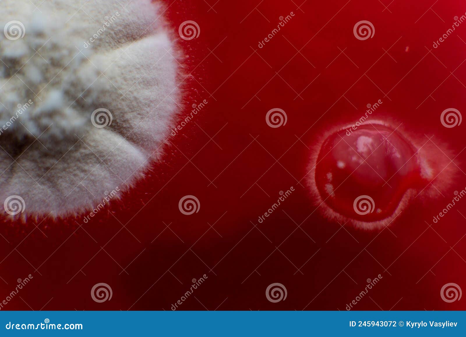Mold and Bacteria on Red Agar. Agar Medium for Pathogens. Mold Spores ...
