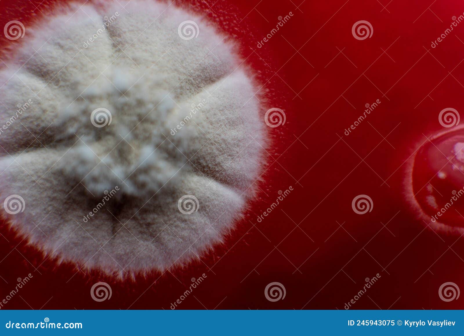 Mold and Bacteria on Red Agar. Agar Medium for Pathogens. Mold Spores ...