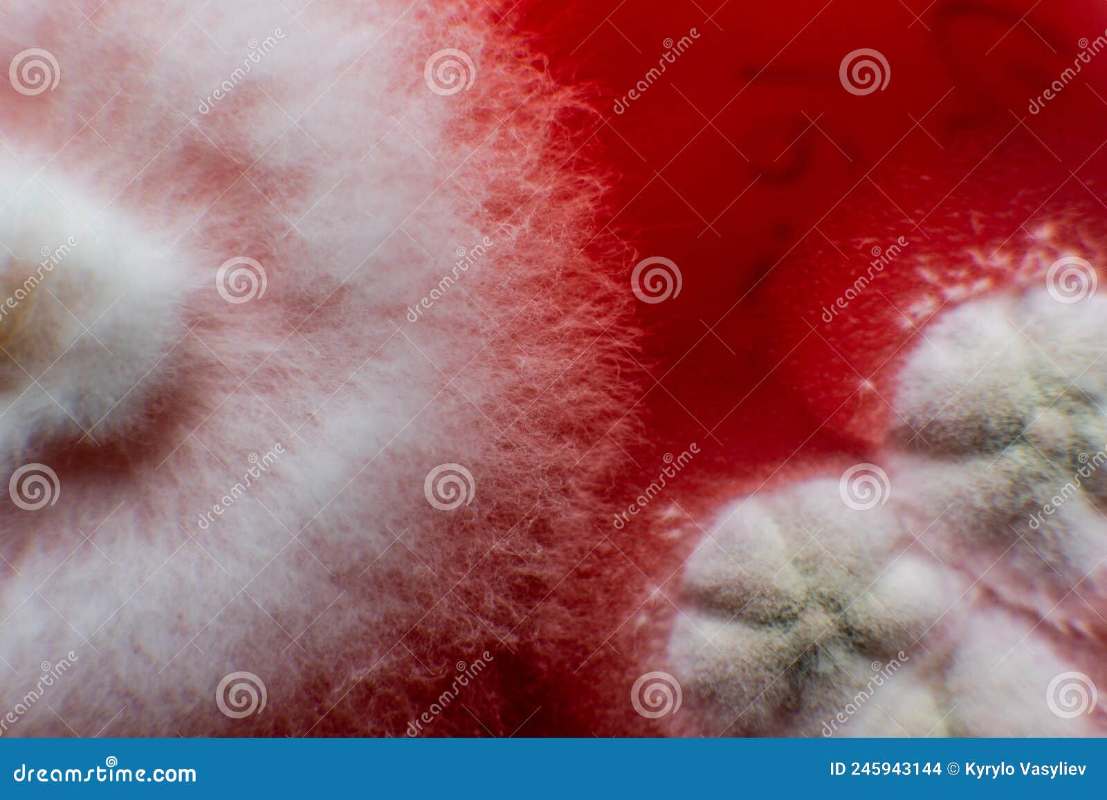 Mold and Bacteria on Red Agar. Agar Medium for Pathogens. Mold Spores ...