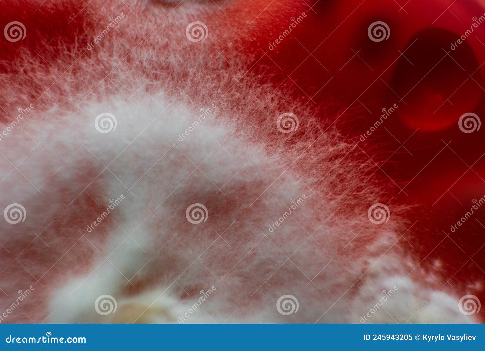 Mold and Bacteria on Red Agar. Agar Medium for Pathogens. Mold Spores ...