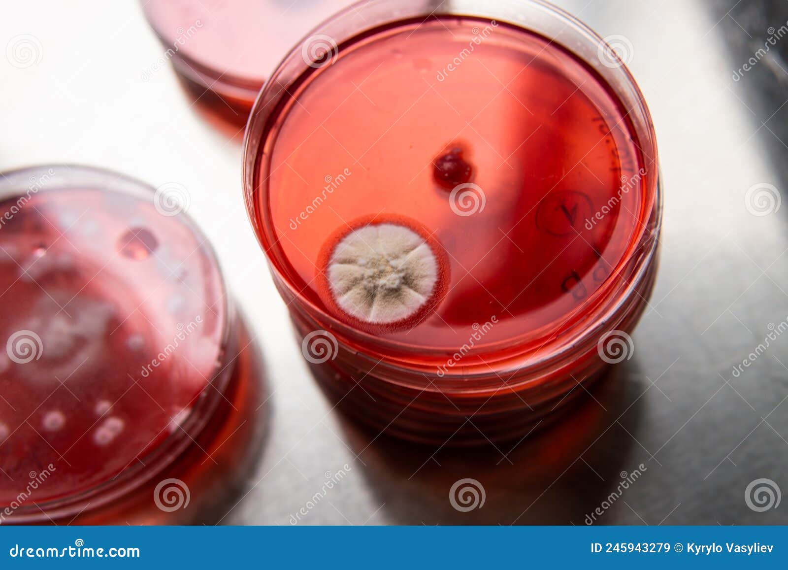 Mold and Bacteria on Red Agar. Agar Medium for Pathogens. Mold Spores ...