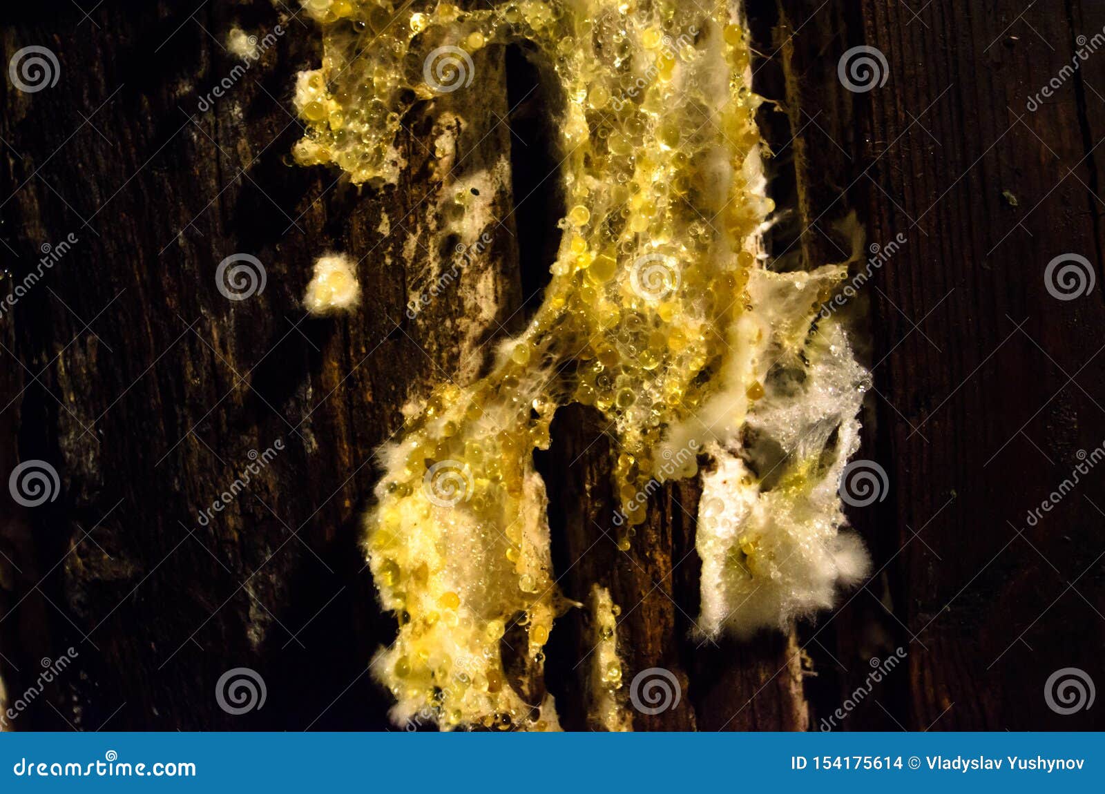 Mold in the Basement of the House in the Cellar Stock Photo - Image of ...