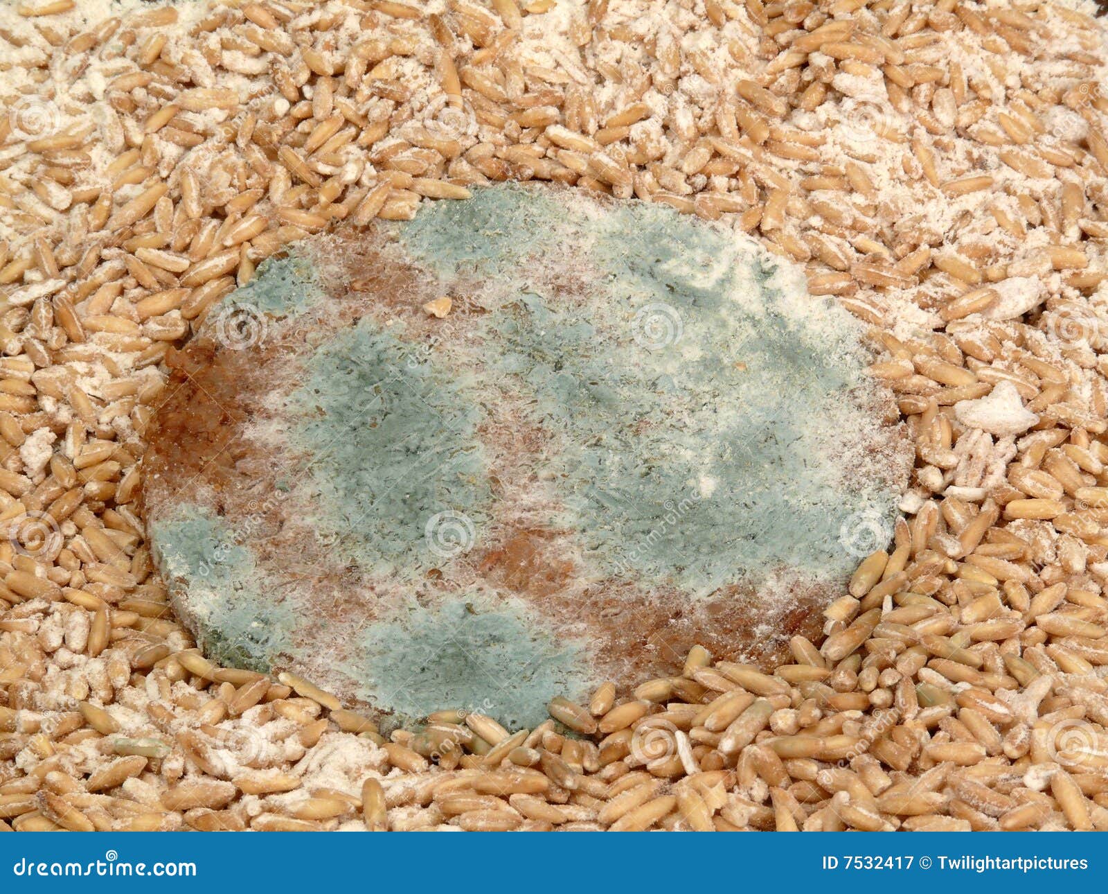 Mold bread stock image. Image of blue, grain, fungus, close - 7532417