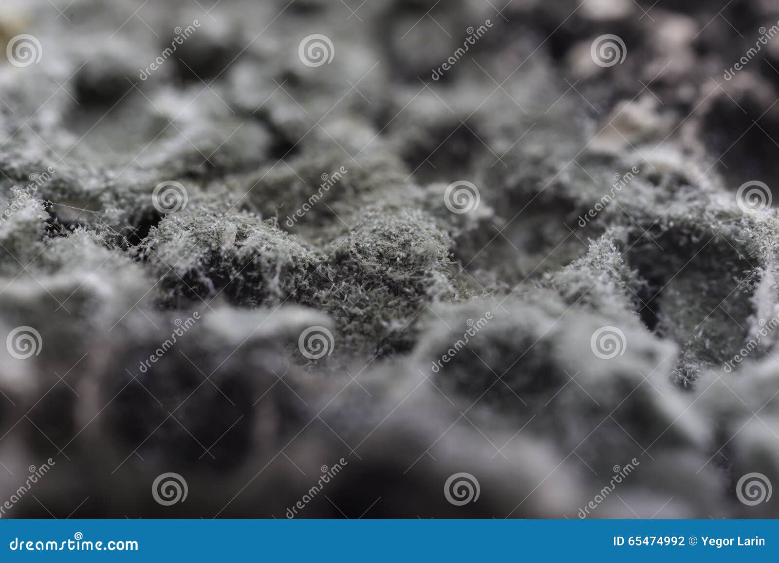 Mold on Bread Detailed Closeup Stock Photo - Image of closeup ...