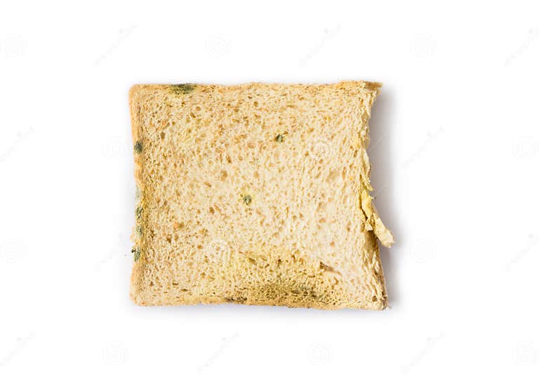 Mold bread stock photo. Image of bacteria, toxic, decay - 97870532