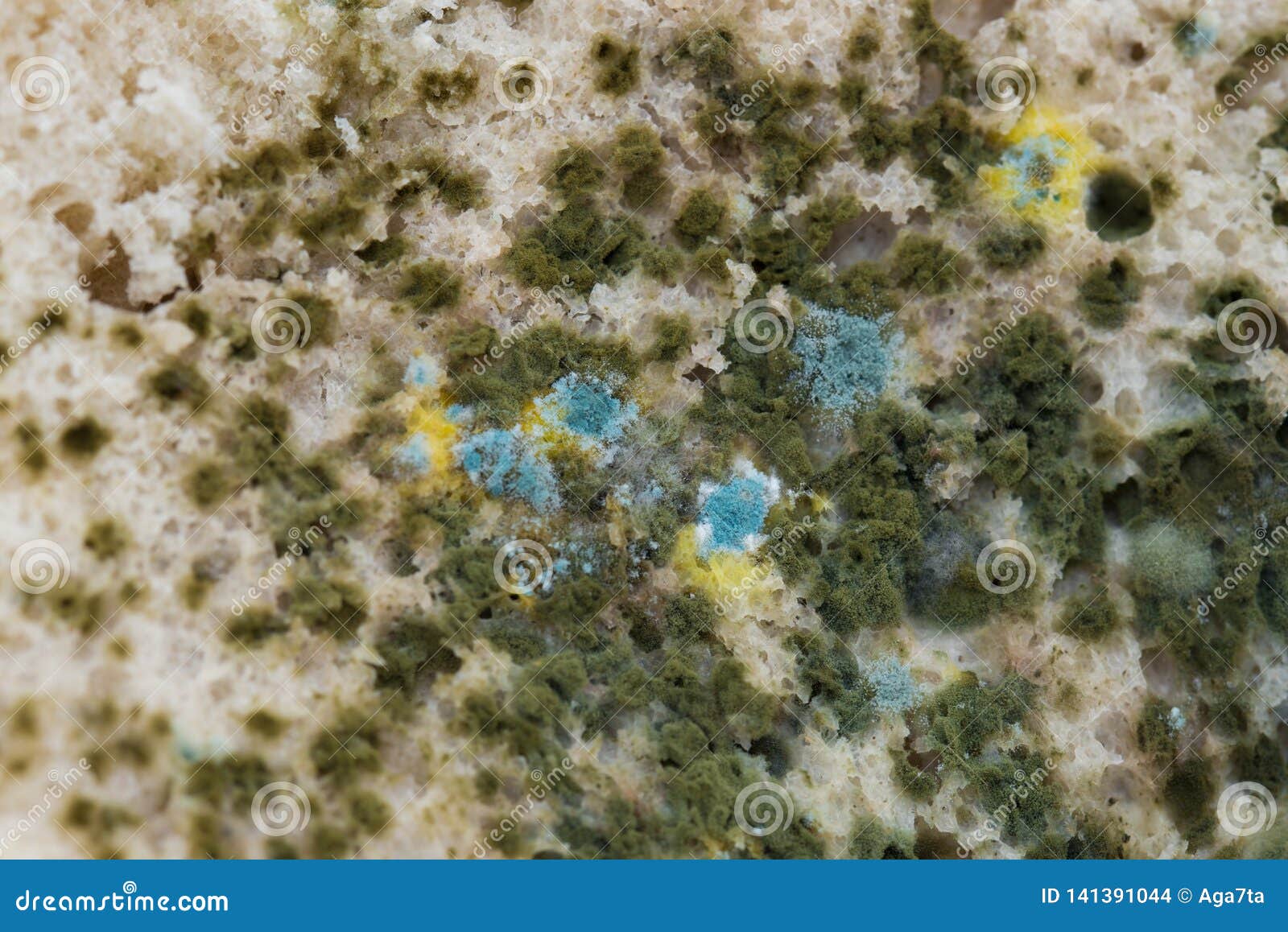Mold bread slice macro stock photo. Image of nature - 141391044