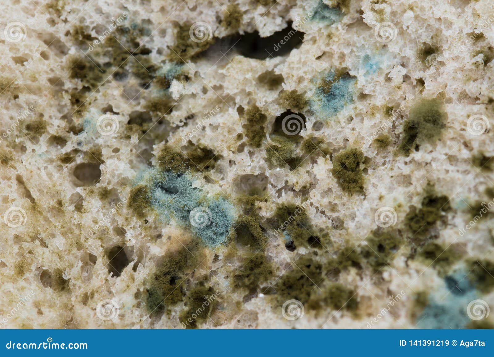 Mold bread slice macro stock image. Image of nature - 141391219