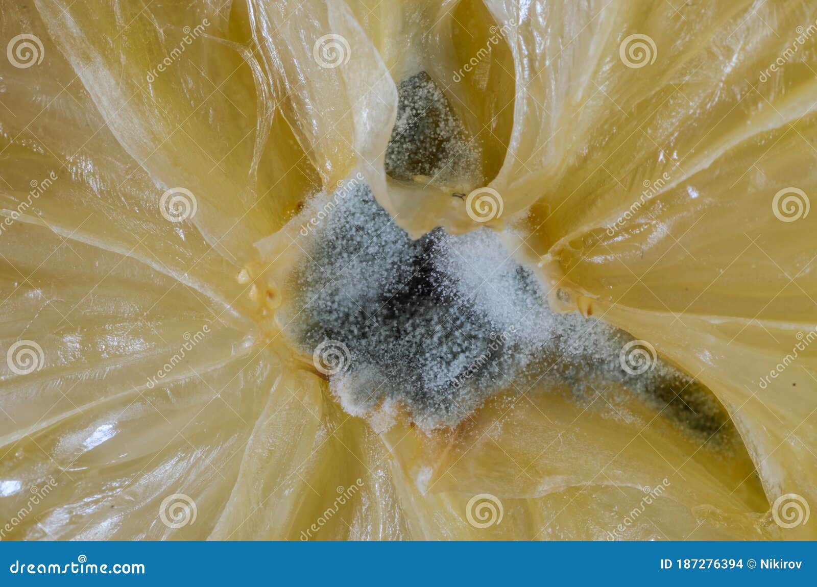 Mold in the Center of a Sliced Lemon, Macro Shot Stock Photo - Image of ...