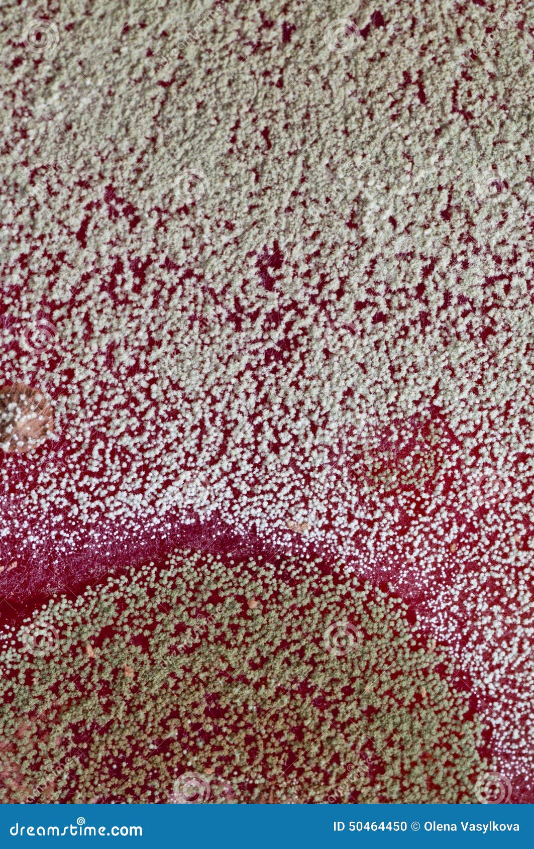 Mold stock photo. Image of closeup, micro, liquid, fungi - 50464450