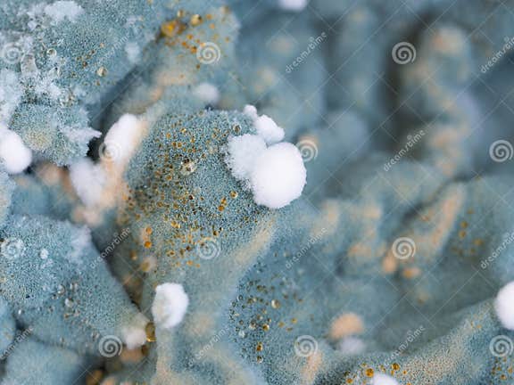 Mold Close-up Macro. Abstract Background Blue White Stock Photo - Image ...