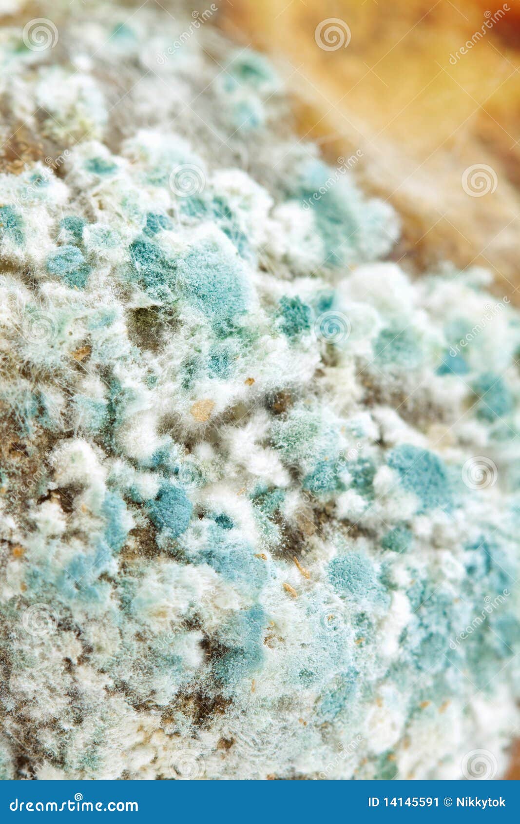 Mold closeup stock image. Image of microbe, biological - 14145591