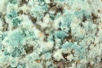 Mold closeup stock image. Image of micro, biological, blue - 8777569