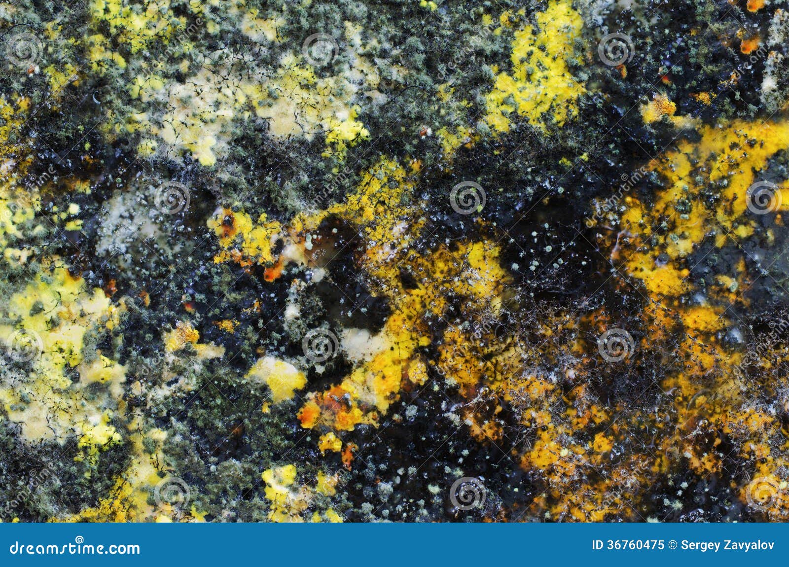Mold closeup stock image. Image of disease, fungus, infection - 36760475