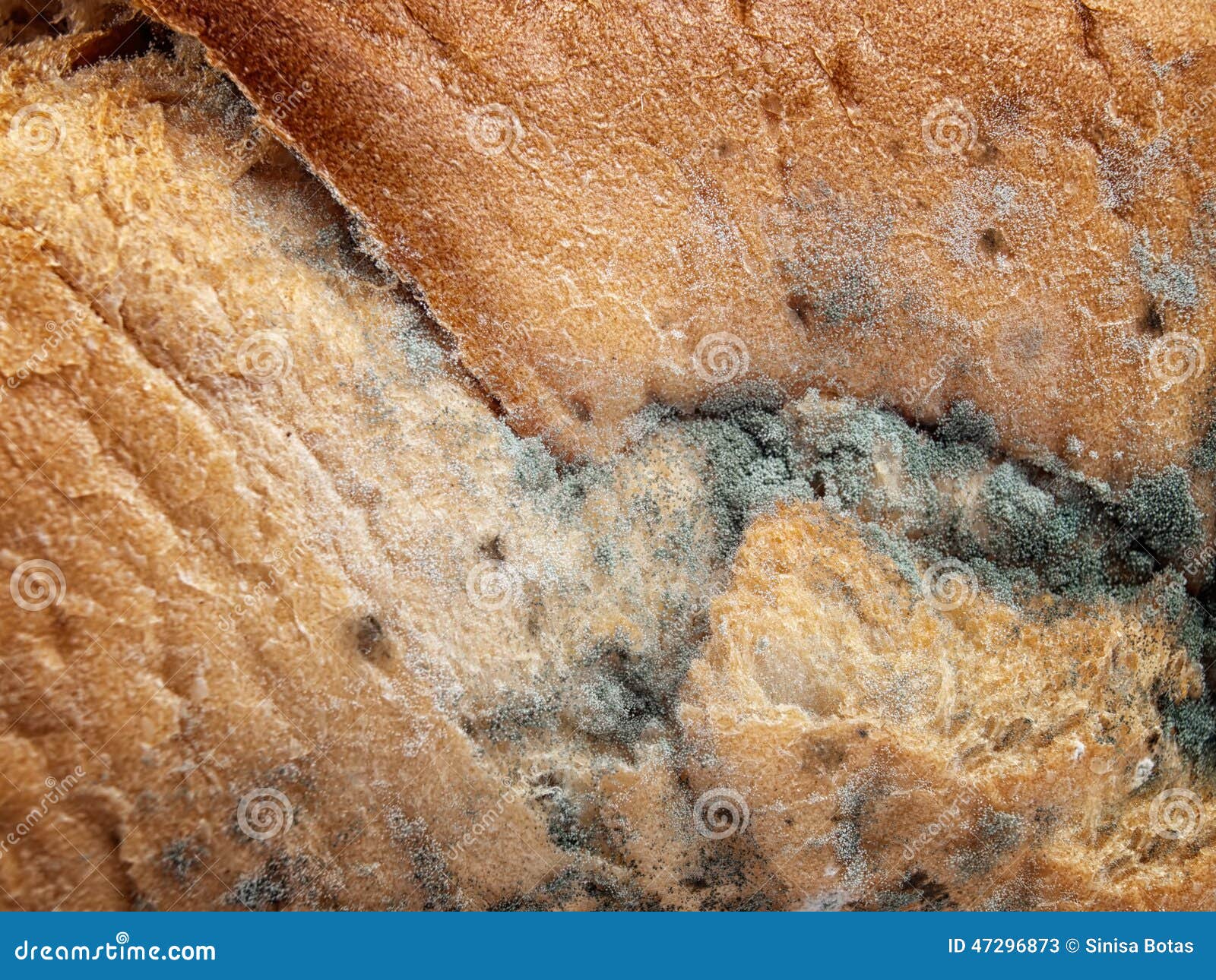 Mold stock image. Image of food, biology, mouldy, organism - 47296873